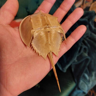 Horseshoe Molted Shell/natural Horseshoe Molt - Etsy