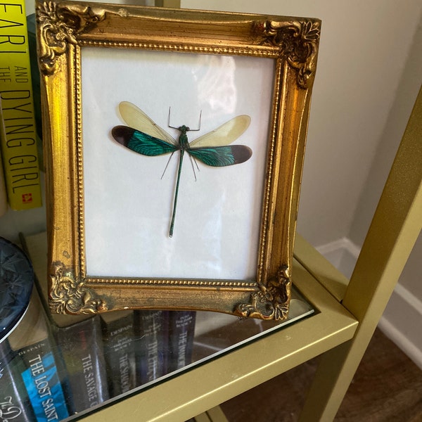 Green Metalwing Damselfly, Neurobasis Chinensis Florida, Mounted ...