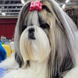 Dog Bows & More copper Topknot Dog Show Bow. Shih Tzu Show Bow, Yorkie ...