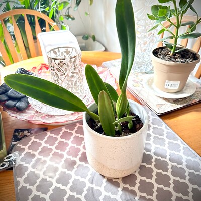 Rby. Copper Queen 'H&R' Near Blooming Size Brassavola - Etsy