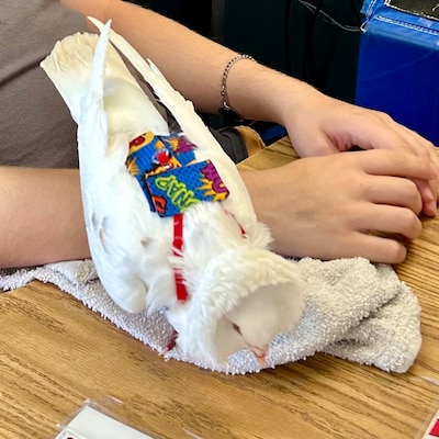 Leashes for Chicken / Duck Diapers - Etsy