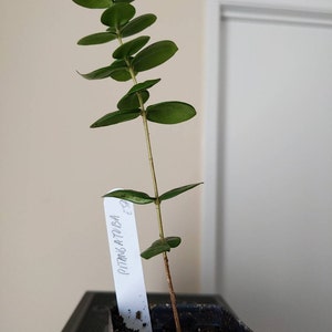 Pitangatuba Star Cherry Eugenia Selloi Neonitida Fruit Tree Seedling ...