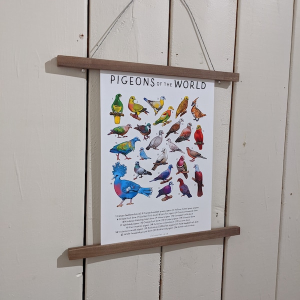 Pigeons of the World Print / Bird Wall Art / Educational Animal Poster ...
