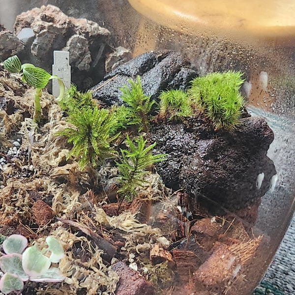 1 Donald Trump Rubber Duck, President Duck, Jeep Drivers Favorite ...