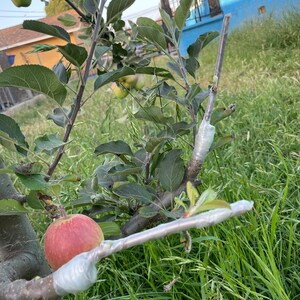 Salal Berry / Gaultheria Shallon 30 Seeds - Etsy