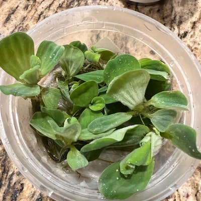 Dwarf Water Lettuce 4 Live Floating Aquarium Plant With 12 Leaves Free ...