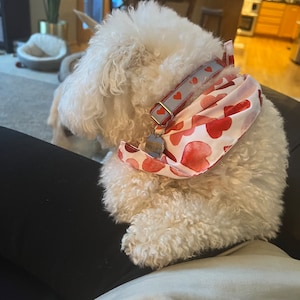 Chili Peppers Ribbon Dog Collar - Etsy