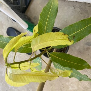 Red Diamond Red Crystal Seedless Guava Crisp Extremely Rare - Etsy