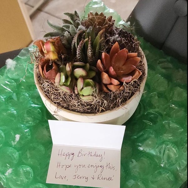 Live Succulent Arrangement in Two-tone Ceramic Bowl, Succulent Planter ...