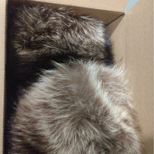 Professionally Soft Tanned Large 1 Grade Iowa Raccoon/coon Hide/pelt - Etsy