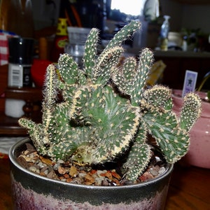 False Ocotillo 2 Plants Fully Rooted Procera Drought - Etsy