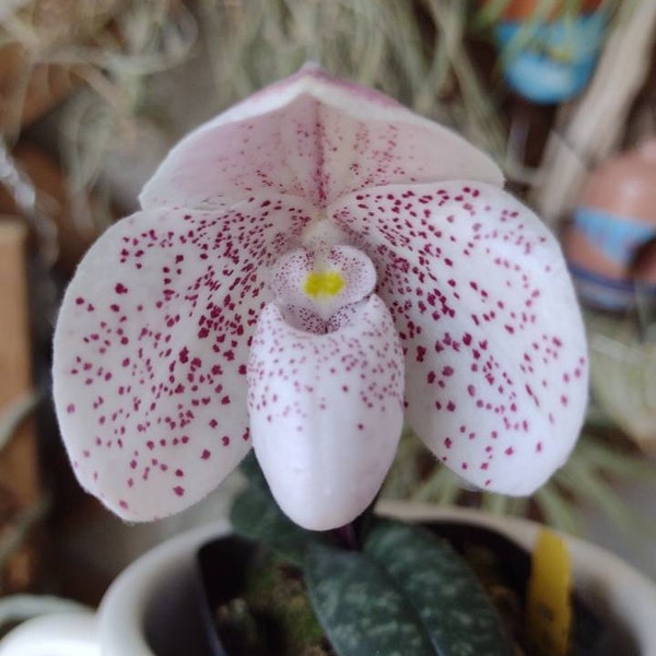 Rlc. Sung Ya Green 'mailman' (2.5” Pot) - Etsy