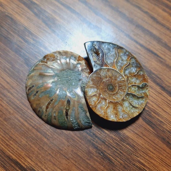 Beautiful Ammonite Fossil Pair - Choose Size & How Many (natural ...