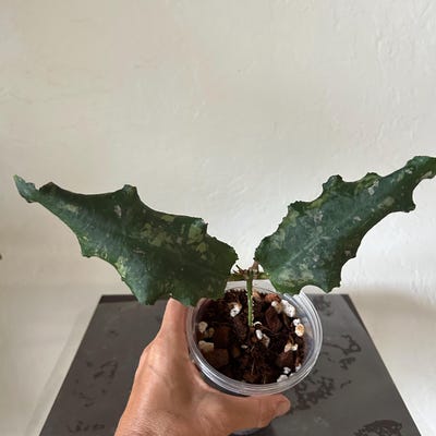 Hoya ALBO Variegated Polyneura ROOTED Cutting ONE Node Cutting Grower's ...