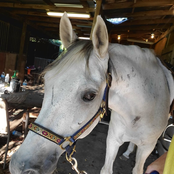 Magic Horse Halter, Gold Foil Ribbon Horse Halter, Floral Large Horse ...