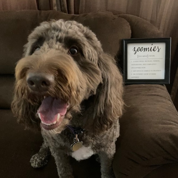 Zoomies, Home Decor, Dog Decor, Cat Decor, Pet Decor, Reverse Canvas ...