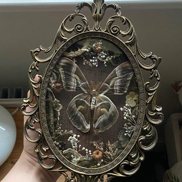 TAU Silkmoth, Spread Moth, Real Moth, Real Insect, Real Butterfly - Etsy