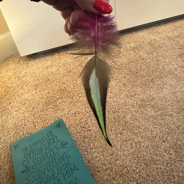 12 Long Rooster Feathers Cree Natural Craft and Earring Feathers 8 to ...