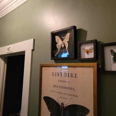 Baroque Gothic Artwork, Luna Moth Framed, Goth Black Witch Wall Display ...