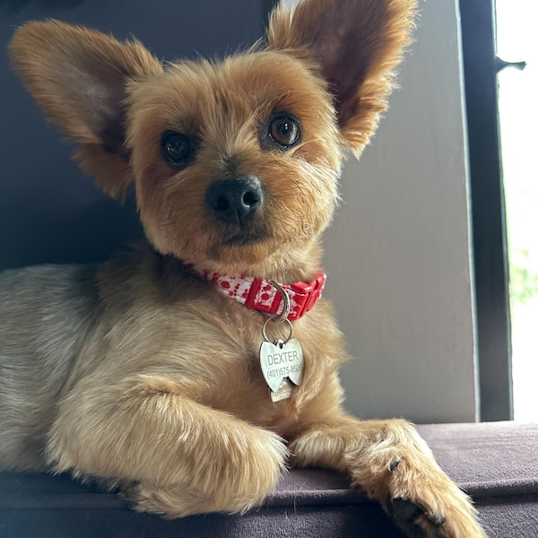 ACU Digital Camo Dog Collar by Swanky Pet - Etsy