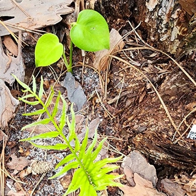 Neoregelia Sheba Bromeliad Offset for Shade or SUN - Etsy