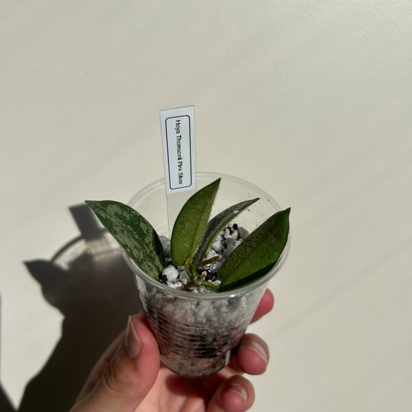 Hoya Lyi Prism Pink Flower Node Cutting With Live Plants Arrival