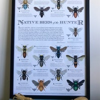 Native Bees of Western Australia Poster - Etsy Australia