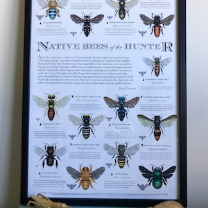Native Bees of Queensland Poster third Edition - Etsy Australia