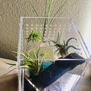 Neglecta Mini Air Plants Tillandsia, Air Plant, Indoor Plant, House ...