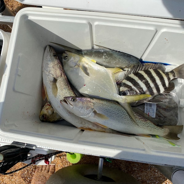 Cannonball Red/black Drum Fishing Rigs 100LB Mono Snelled 6/0 Circle ...