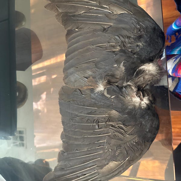 10 Crow Skull Real Natural Rook Skull Raven Corvid Taxidermy Gothic ...