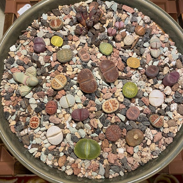 Live Plant Lithops Pseudotruncatella C244/white Plant/0.5 - Etsy