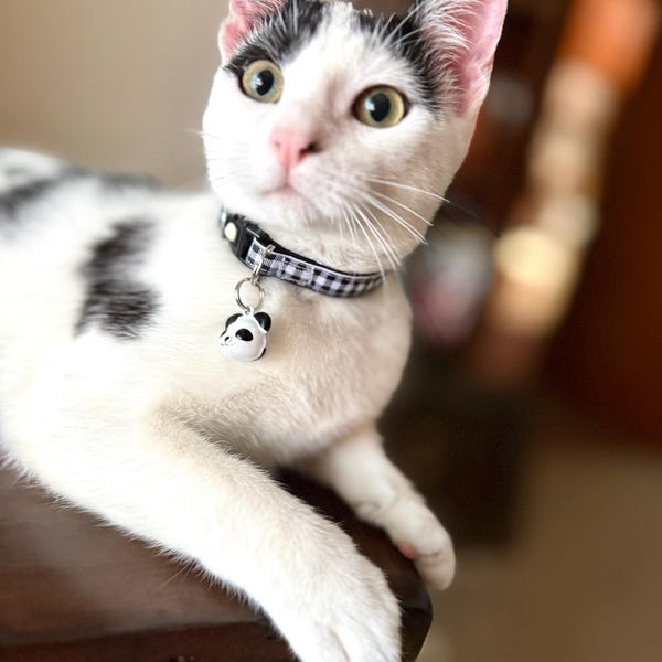 Cat Bells - Special Character Jingle Bells - Cat Collar Bells - Extra ...