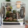 Jumping Spider Food Dish, Jumping Spider Enclosure , Accessories for ...