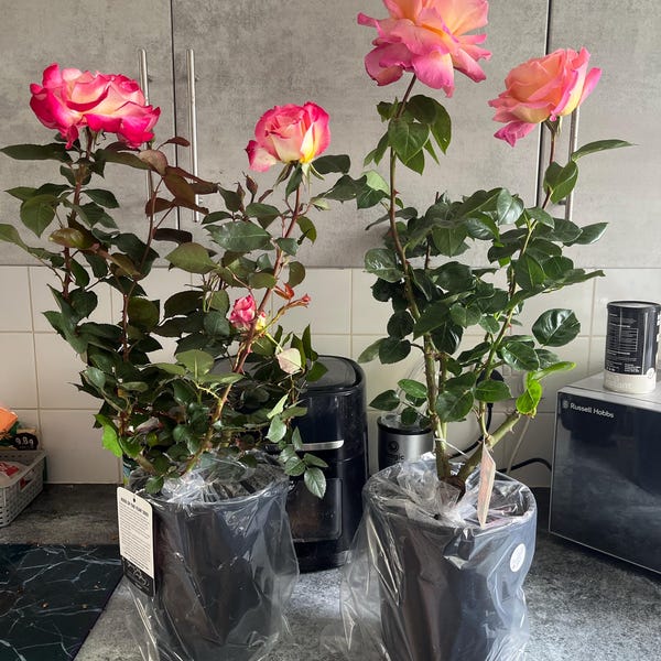 Happy Ruby Wedding Potted Rose - Large Rich Red Blooms - 4 Litre Pot ...