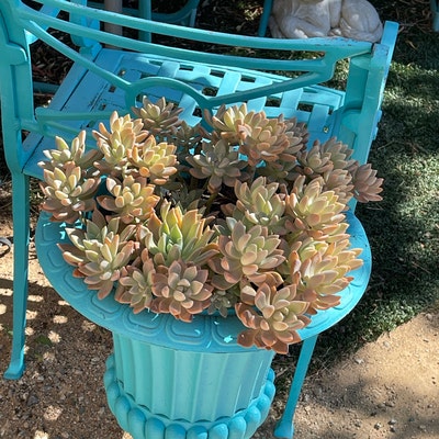 Portulaca Afra 'variegata Variegated Elephant Bush in 6 Inch Pots - Etsy