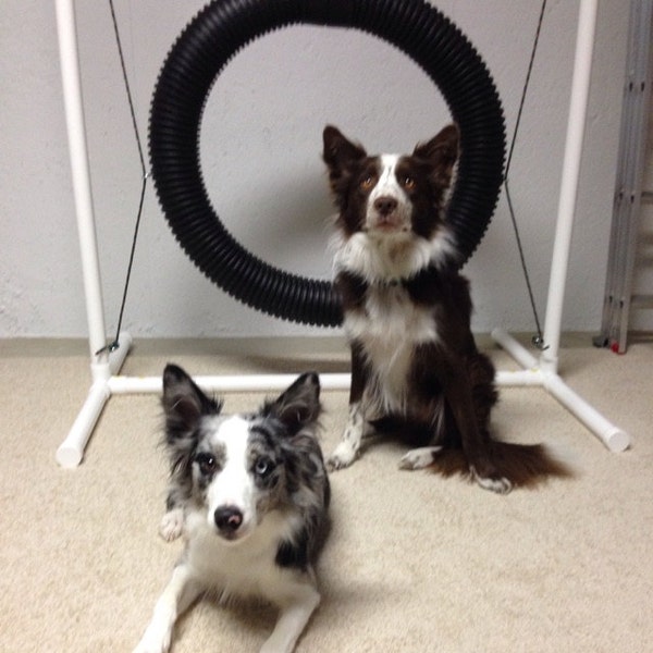 Dog Agility Single Double Bar Jump - AKC Reg. Size - Superior Quality ...