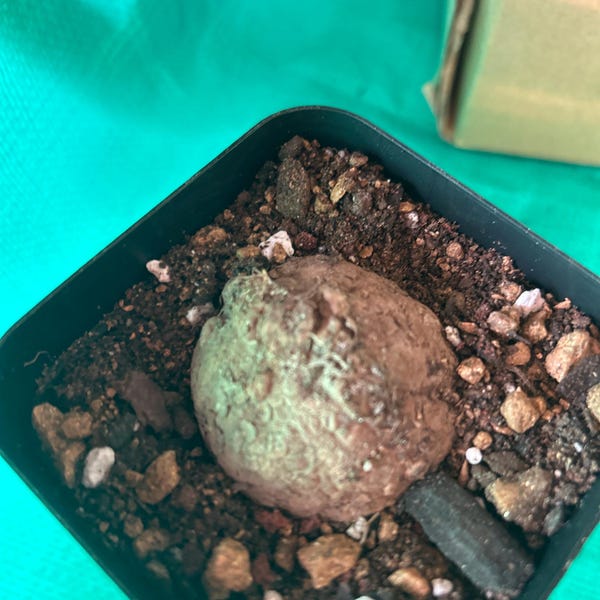 Bulbine Torta, Super Rare Succulent！ - Etsy
