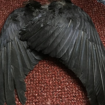A Pair of English Carrion Crow Wings Suitable for Craft Purposes - Etsy