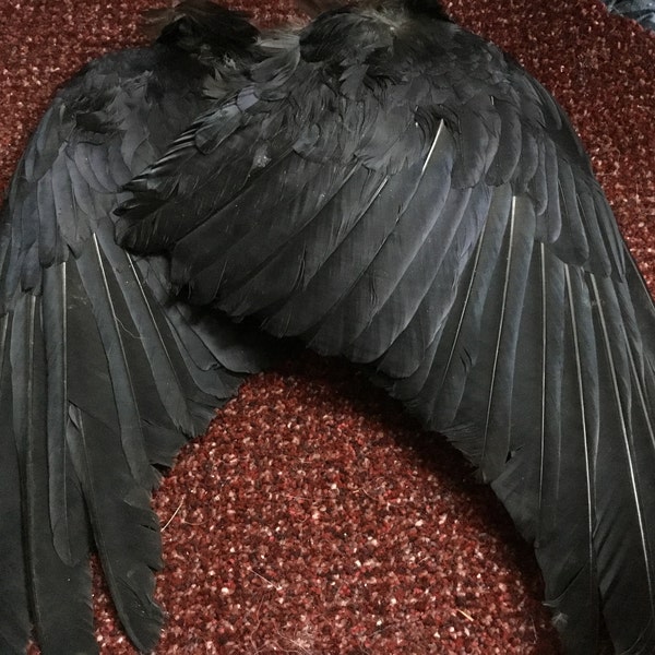 A Pair of English Carrion Crow Wings Suitable for Craft Purposes or ...