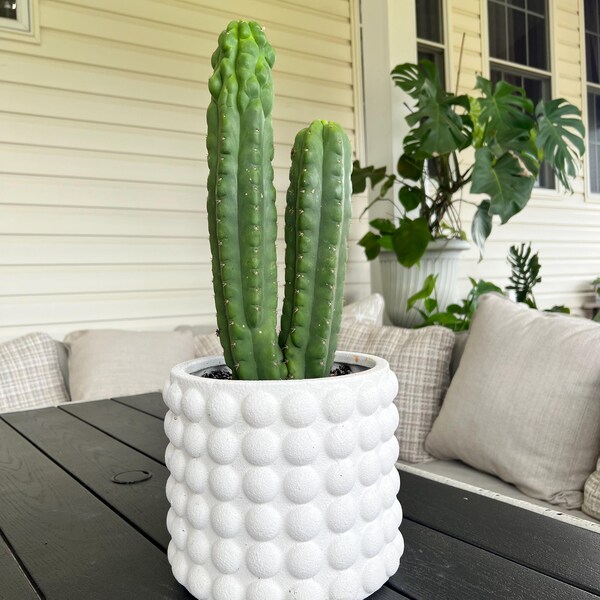 SUNBURST OPUNTIA CACTUS, Cactus Garden, Cactus Live Plant, Variegated ...