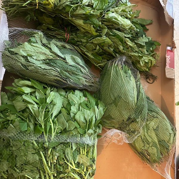 Green SEEDS african Spinach, Efo Tete, Callaloo, Amaranthus Hybridus ...