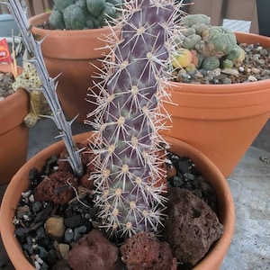 Neoraimondia Herzogianai baseball Bat Cactus 3.5 Inch Pot - Etsy