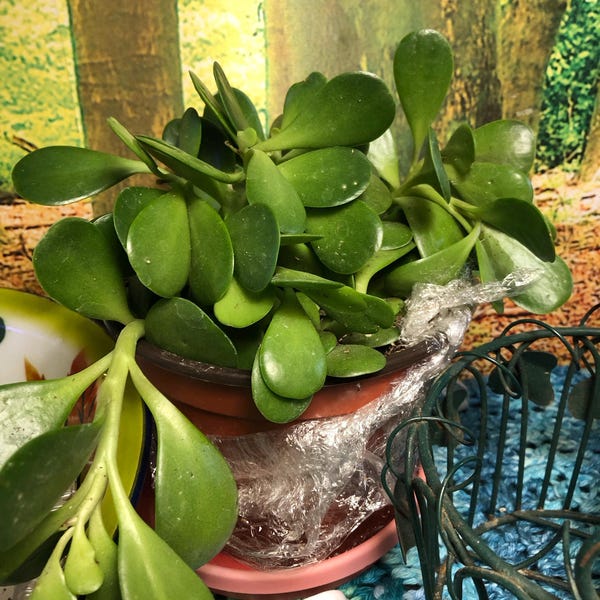 Trailing Jade - Etsy