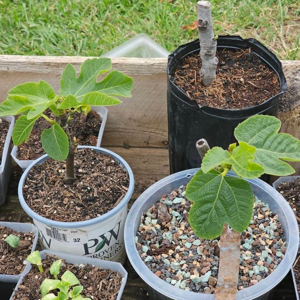Bursa Siyahi Turkish Fig Tree Variety - 2 Cuttings - Vigorous Grower ...