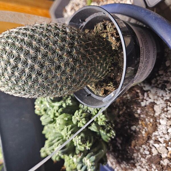 Thumb Cactus Mammillaria Matudae in a 4 Inch Pot see Picture 2 and ...