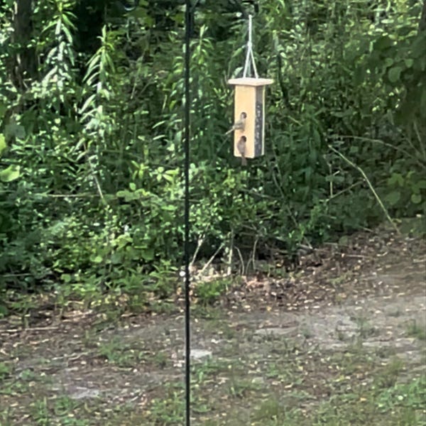 Double Decker Oriole and More Dish Style Bird Feeder, Something ...