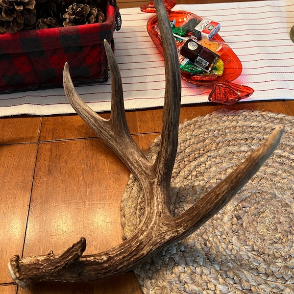 Large Whitetail Deer Antler Sheds - A Grade - Choose Quantity - Etsy