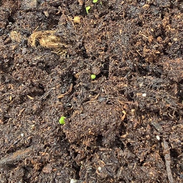 Gloria Cosmos Seeds | Cosmos Bipinnatus | Non-gmo | Flower Seeds | Seed ...