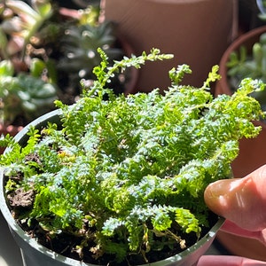 Dusk Moss Mix - Etsy